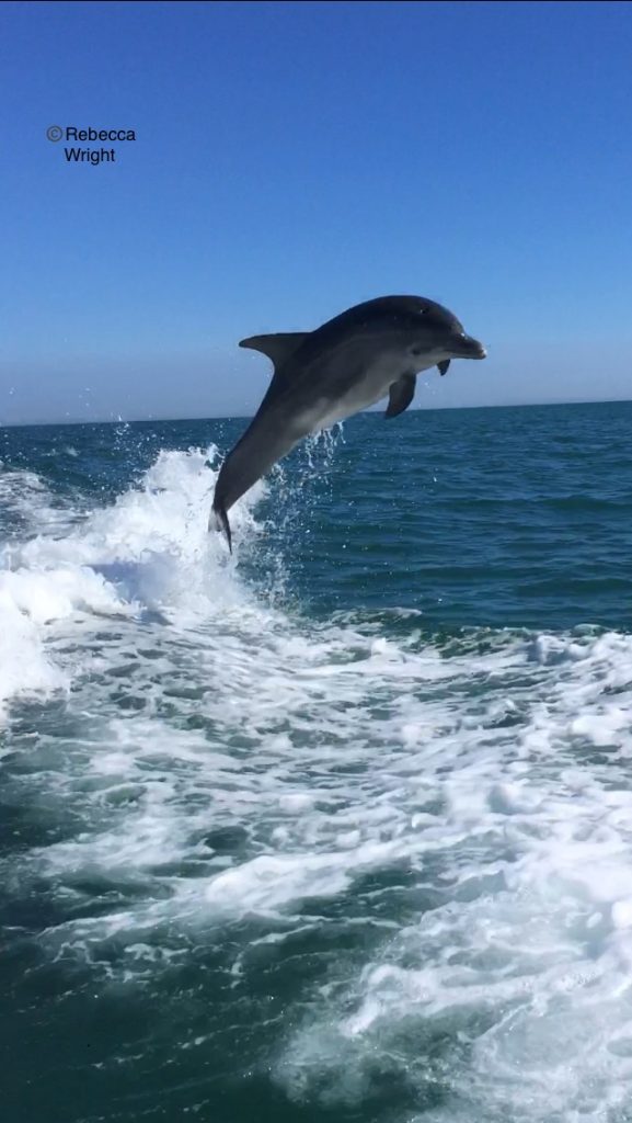 Dolphins spotted frolicking by the West Pier – Brighton and Hove News