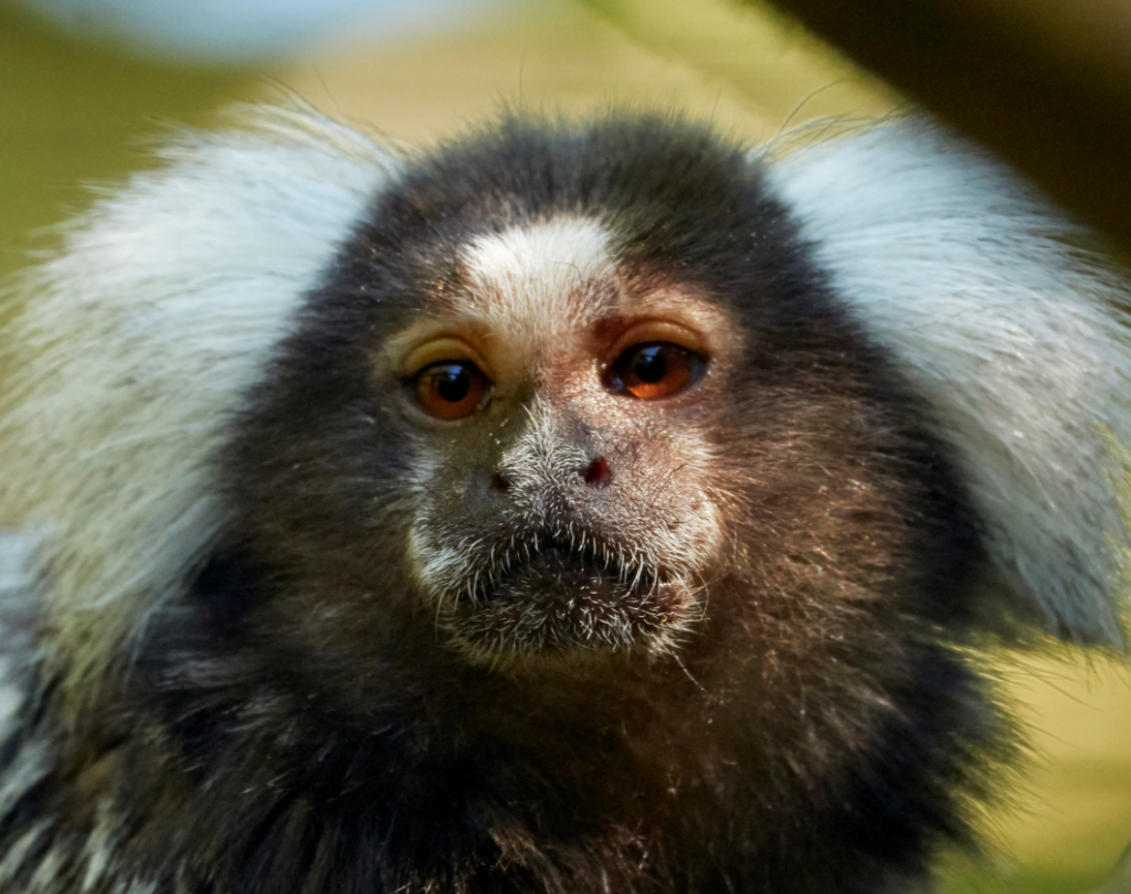 Brighton RSPCA takes in 400 exotic animals in just one year – Brighton ...