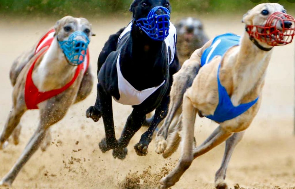 Hove Dogs reintroduces Sunday afternoon racing – Brighton and Hove News