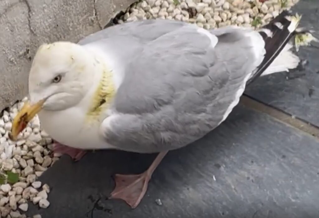 Volunteer’s plea for help rescuing seagulls dying of avian flu ...