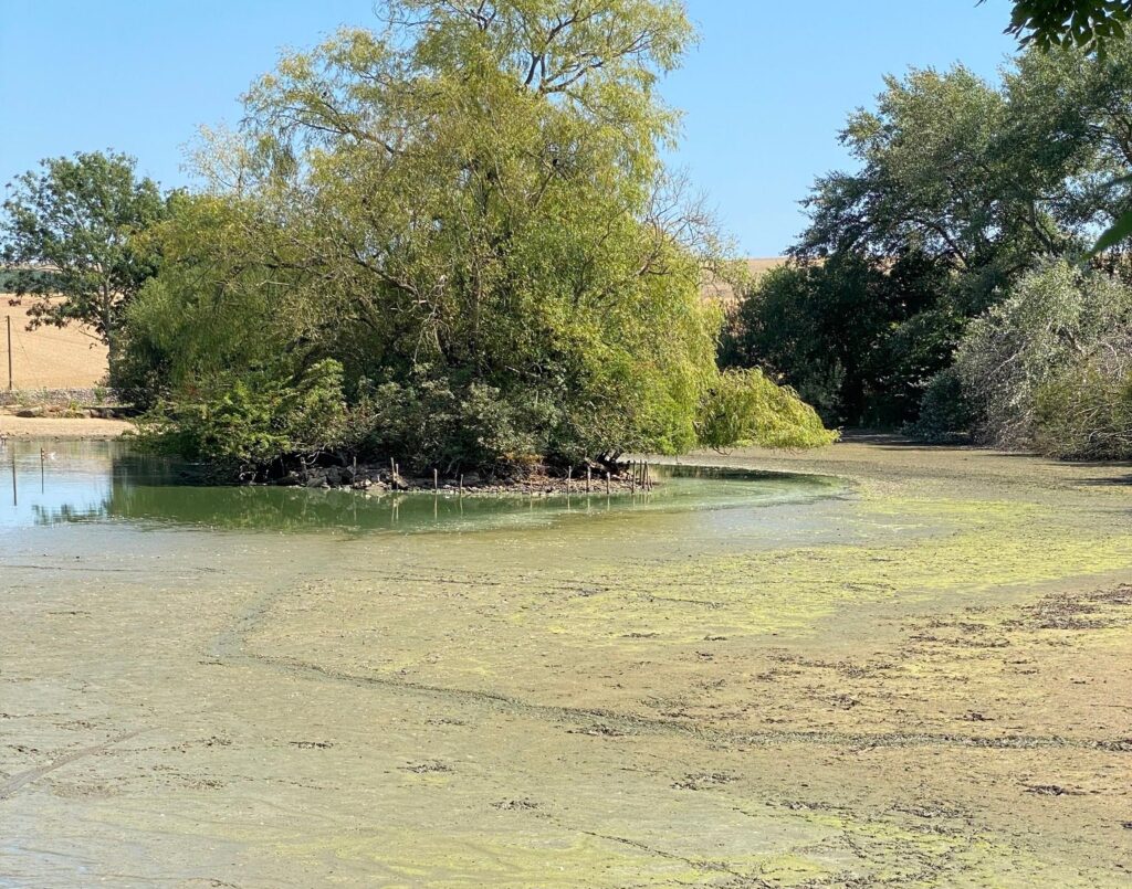Falmer Pond restoration team gets lottery funding – Brighton and Hove News