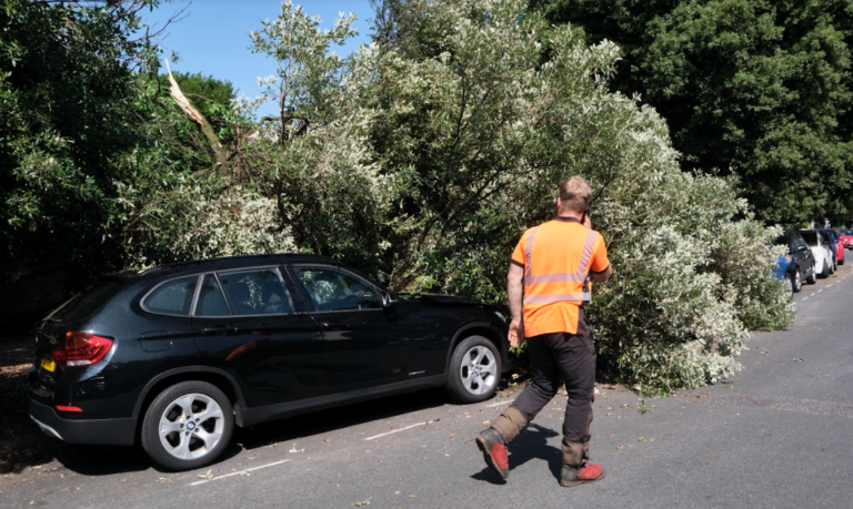 Tree crashes down on to three parked cars in Brighton – Brighton and ...