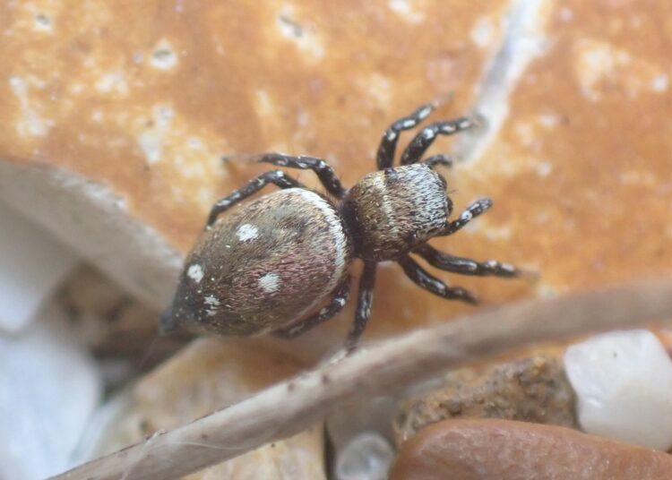 New spider found on Brighton beach – Brighton and Hove News