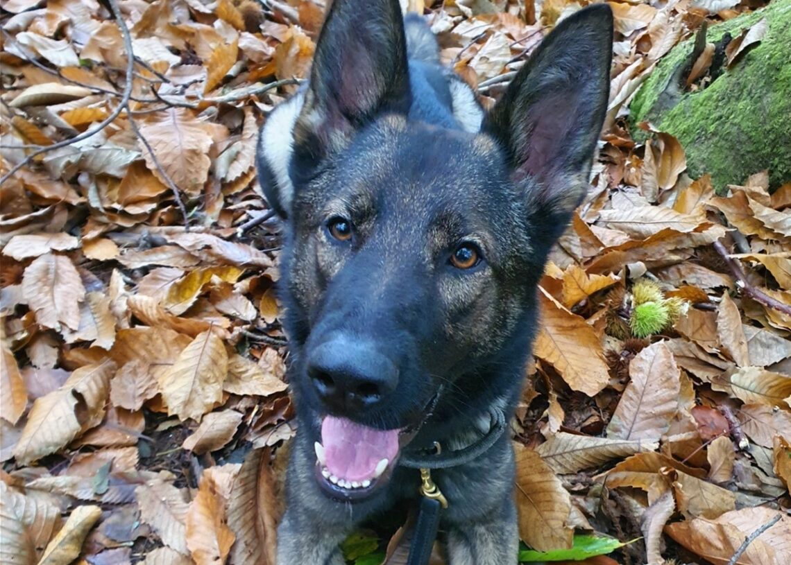 Police dog on the tail of Brighton drugs suspect – Brighton and Hove News